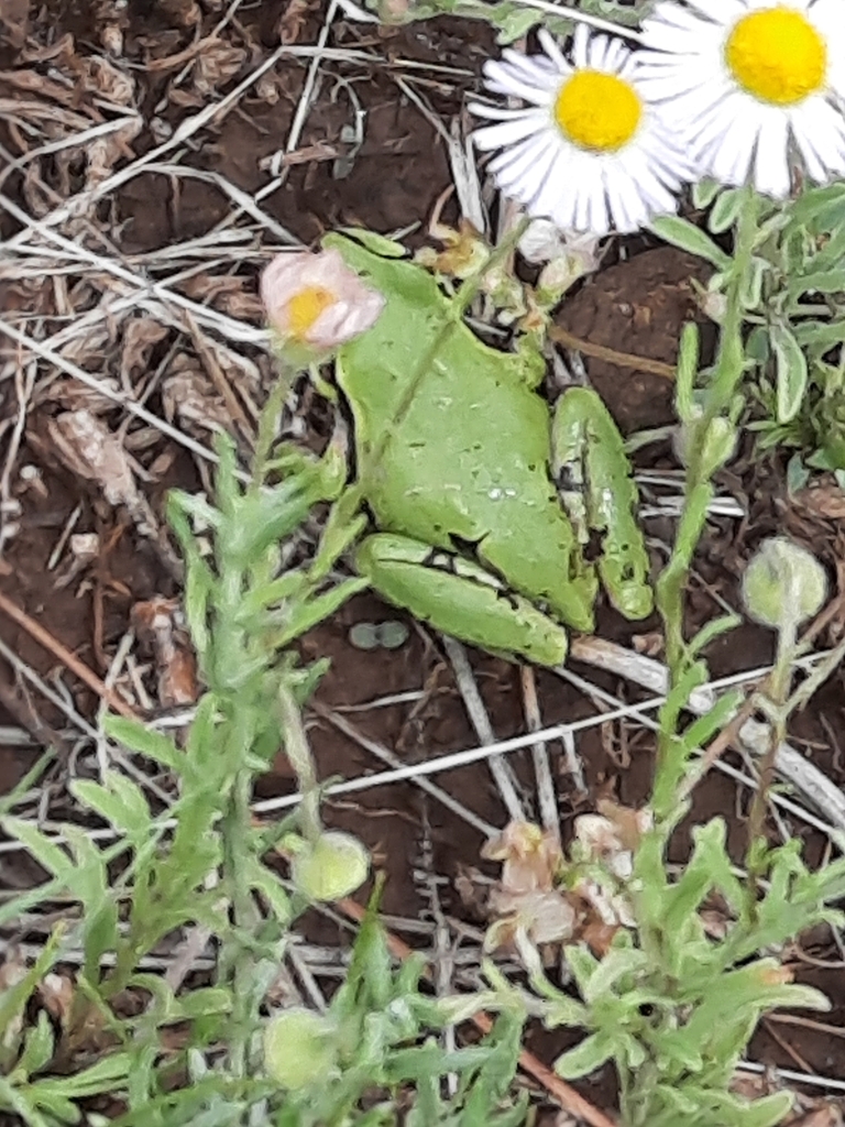 Arizona Tree Frog in August 2022 by John Samuelson · iNaturalist