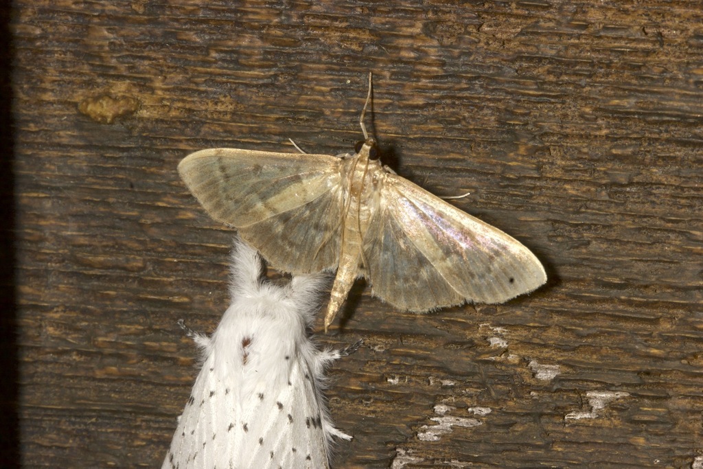 Serpentine Webworm Moth from Environmental Educ Class, Patuxent RR, MD ...