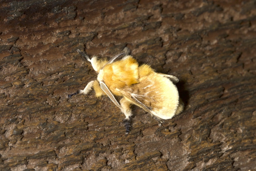 Southern Flannel Moth from Environmental Educ Class, Patuxent RR, MD on ...
