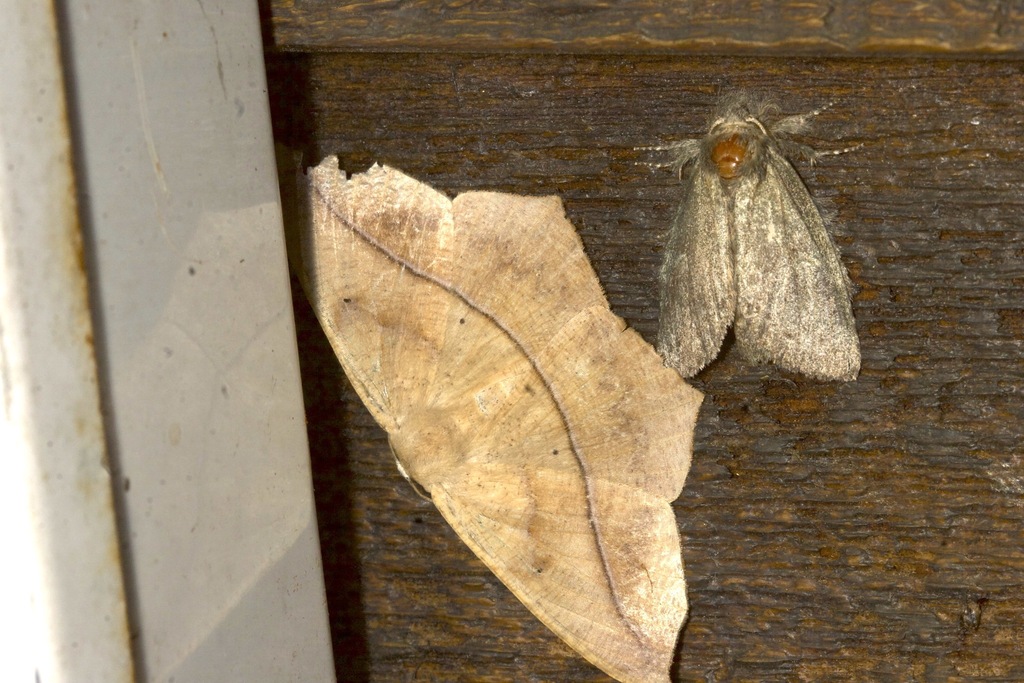 Large Maple Spanworm Moth from Environmental Educ Class, Patuxent RR ...