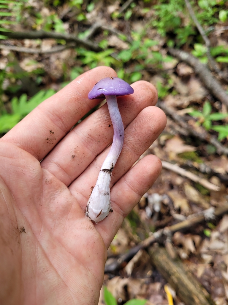 Viscid Violet Cort from 1800 Sherman, Whiting, WI 54481, USA on August ...