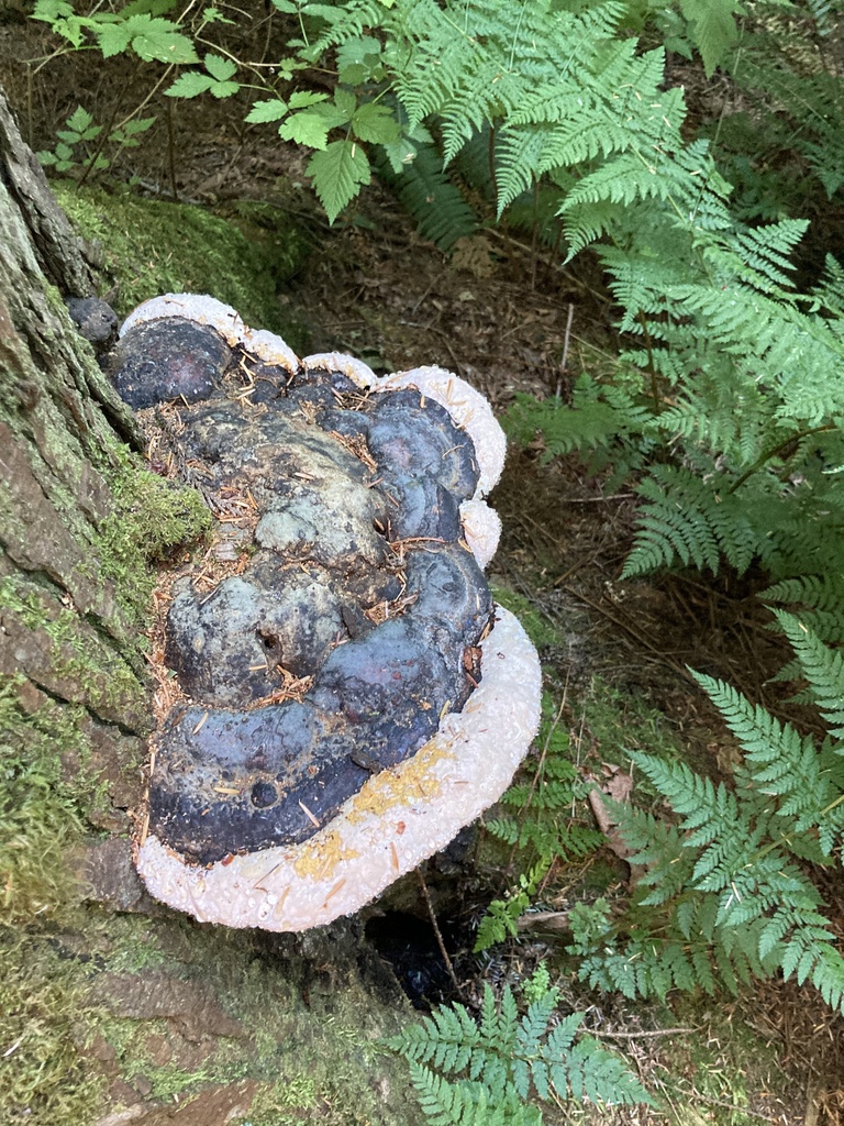 Red-banded polypores from Lake Padden Park, Bellingham, WA, US on ...
