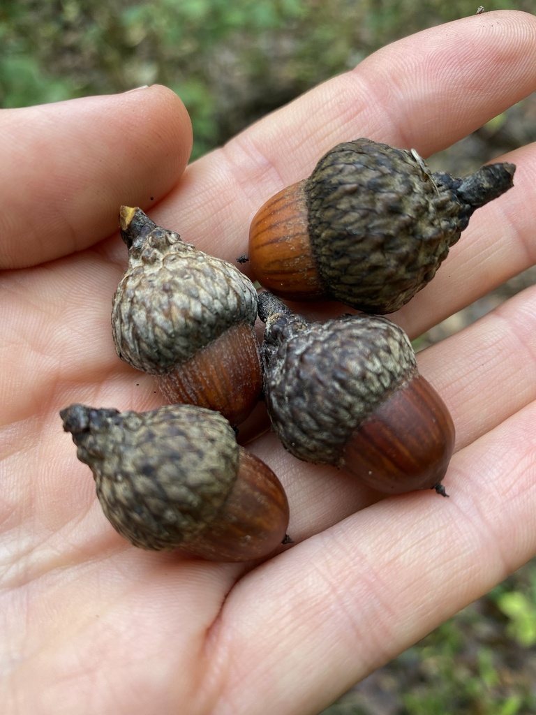 northern pin oak from Hobart, IN, US on October 6, 2021 at 01:49 PM by ...