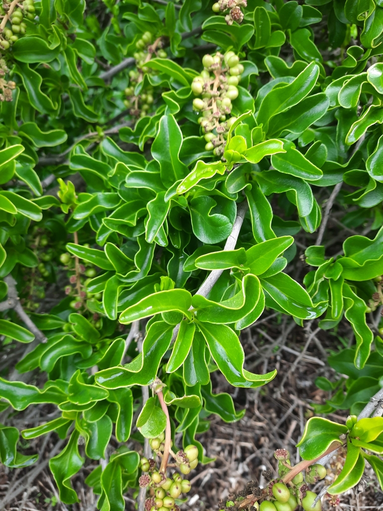Anisomeria littoralis from Curacaví, Región Metropolitana, Chile on ...