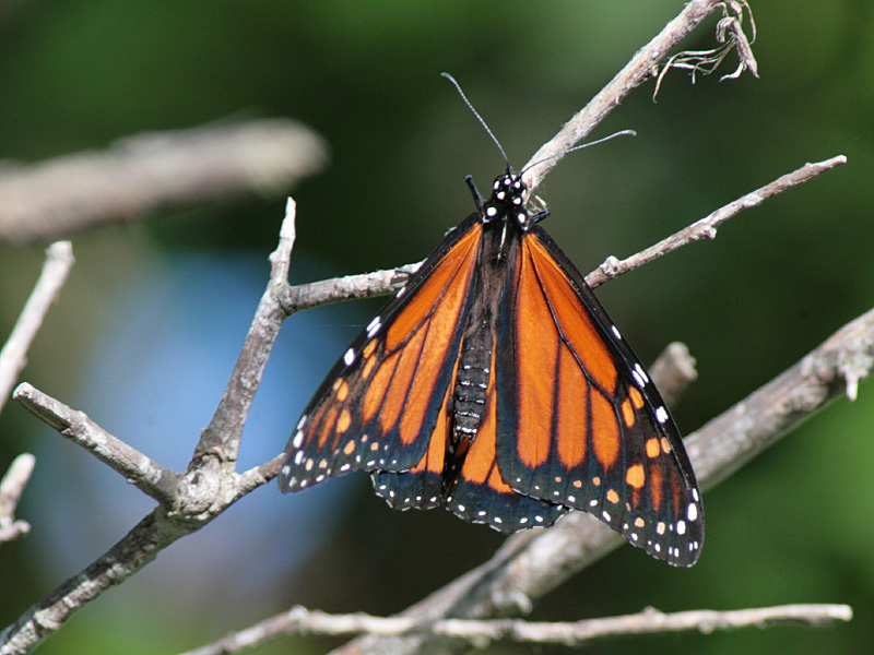 Monarch Butterfly (More Mesa Insect Guide) · iNaturalist