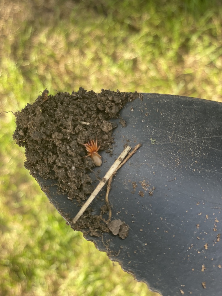 Woodlouse Spider from Madison St, Denver, CO, US on August 07, 2022 at ...