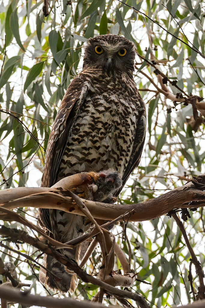 Powerful Owl in August 2022 by Geoff Gates. Ringtail Possum in talons ...