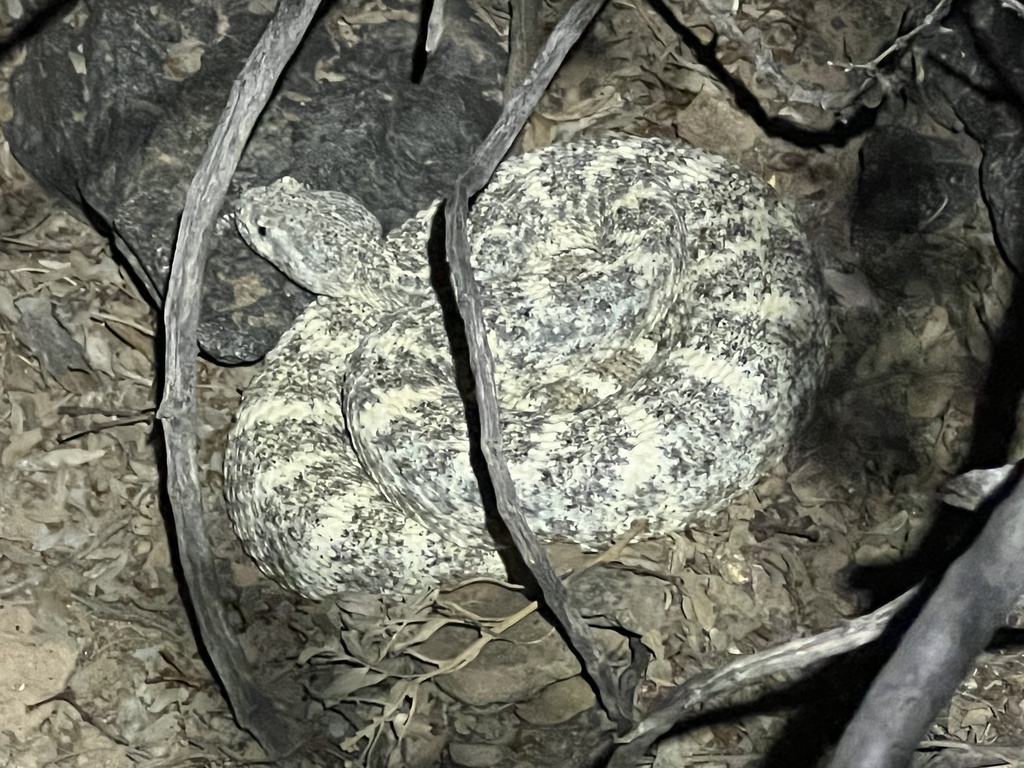Southwestern Speckled Rattlesnake in August 2022 by Mike Rochford ...