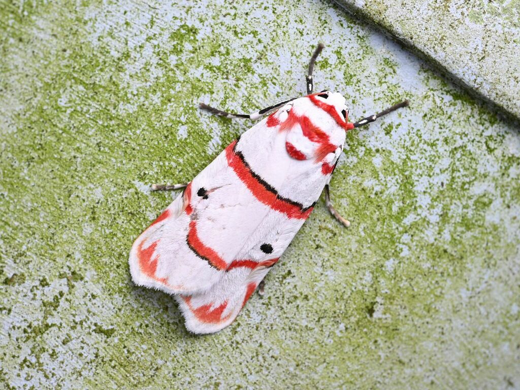 Cyana from 中国云南省西双版纳傣族自治州勐腊县 on August 8, 2022 at 10:33 PM by jiangyou ...