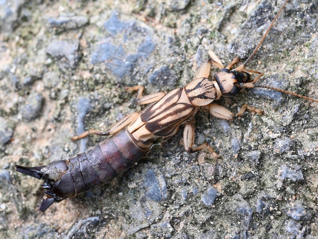 Pygidicranidae from 中国云南省西双版纳傣族自治州勐腊县 on August 8, 2022 at 11:09 PM by ...