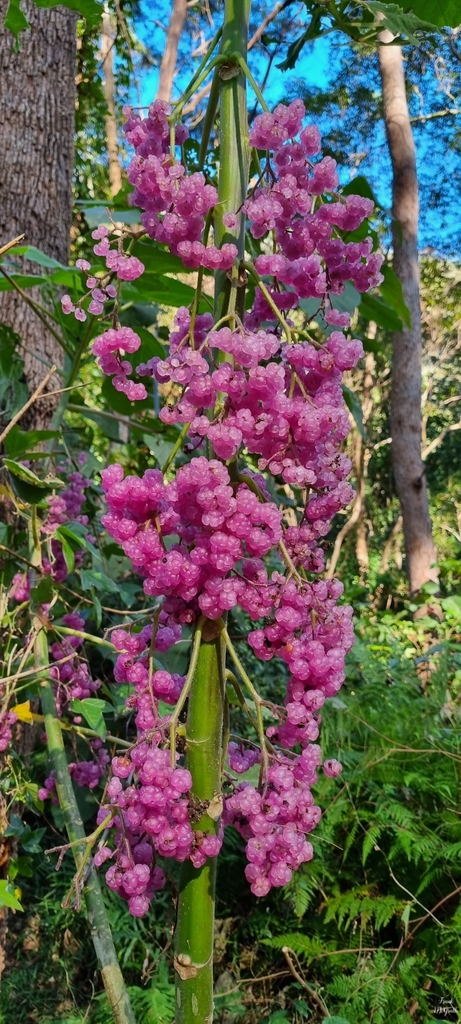 Gympie Stinging Tree from Clagiraba QLD 4211, Australia on August 9 ...