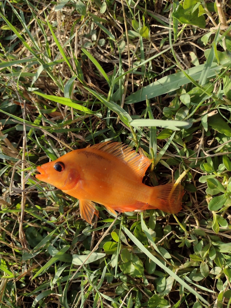 Red Devil Cichlid from 蓮池潭 on July 10, 2022 at 05:36 PM by 龔猷海 ...