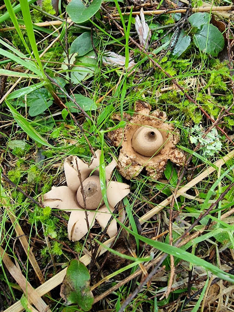 Earthstars from Hatepe on August 07, 2022 at 02:41 PM by Chontelle ...