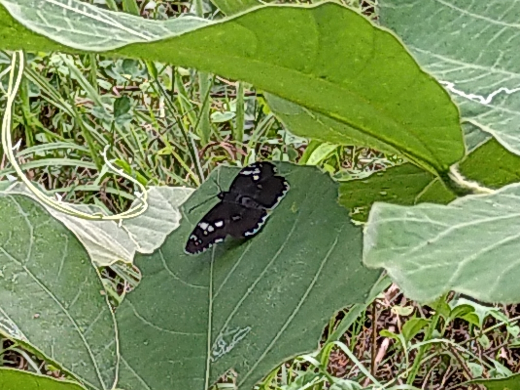 White-banded Flat from 日本、〒912-0131 福井県大野市南六呂師169−11−2 on August 09 ...