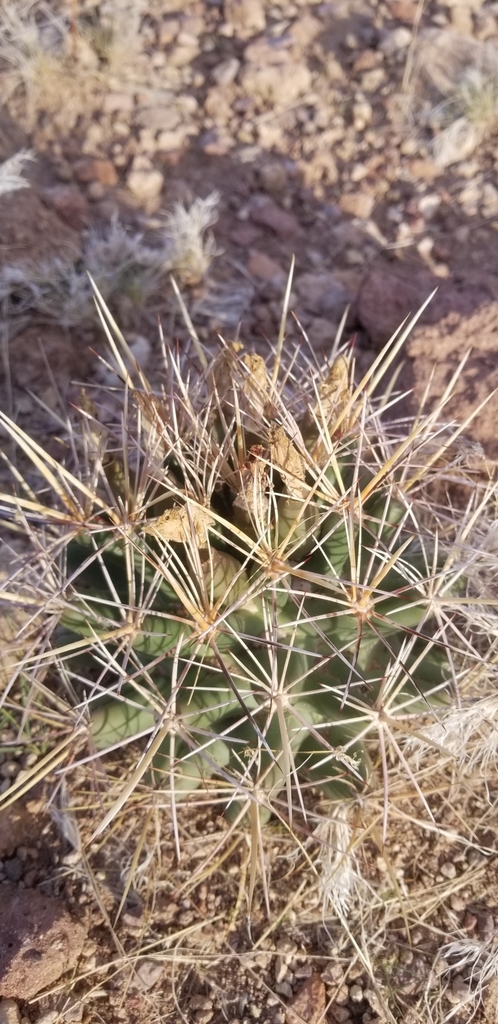 Stout Needle Mulee in July 2018 by Laura White · iNaturalist