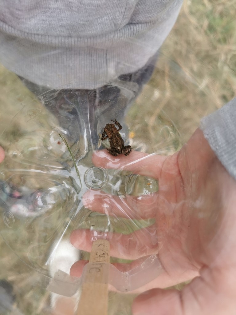 Frogs and Toads from Fugleslev, 8400 Ebeltoft, Danmark on August 09 ...
