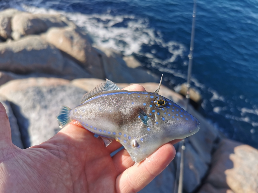 Bluefin Leatherjacket from Lincoln National Park SA 5607, Australia on ...