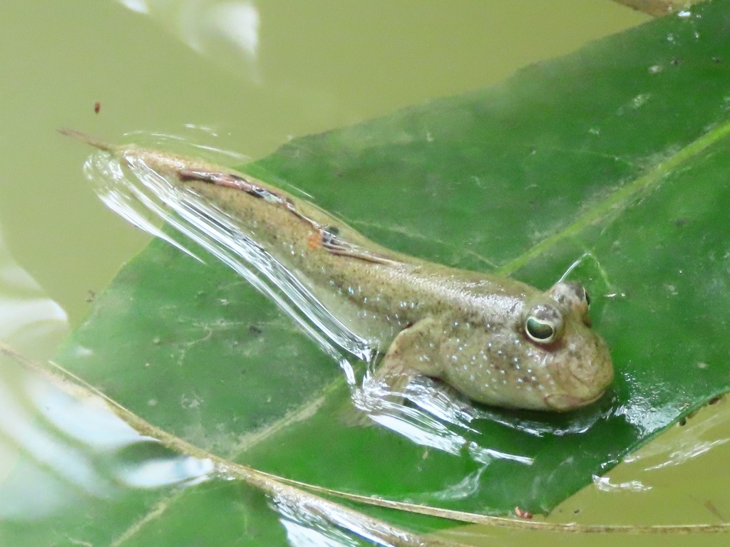 Periophthalmus magnuspinnatus from Mai Po Nature Reserve, Yuen Long ...