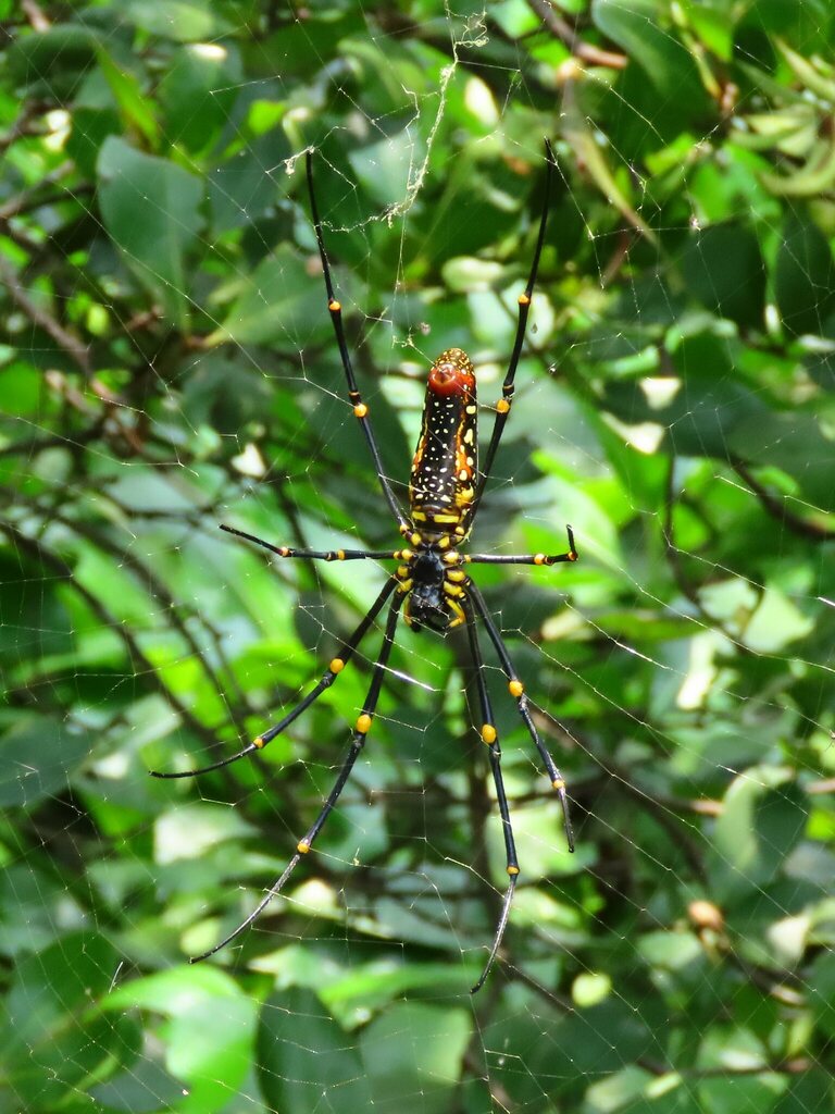 Giant Golden Orbweaver from Mai Po Nature Reserve, Yuen Long, Hong Kong ...
