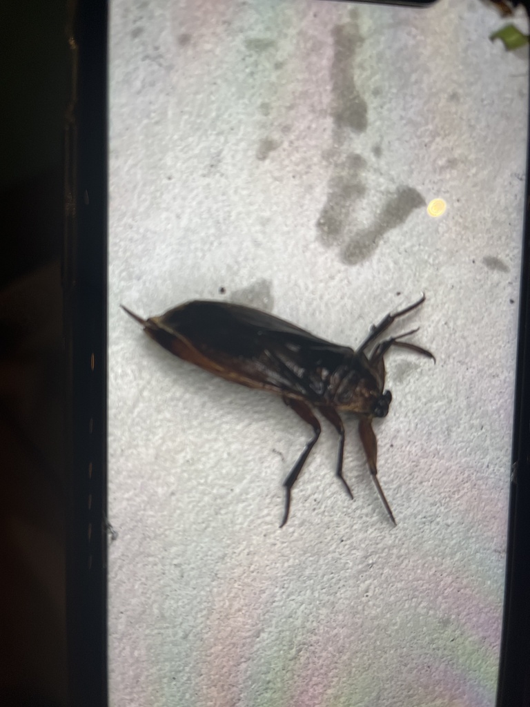 American Giant Water Bug from Peel, CA-ON, CA on August 05, 2022 at 10: ...