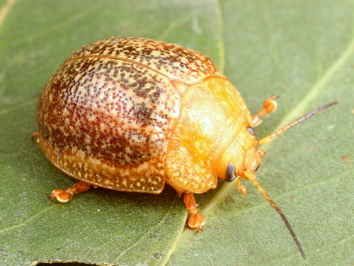 Paropsis wilsoni · iNaturalist