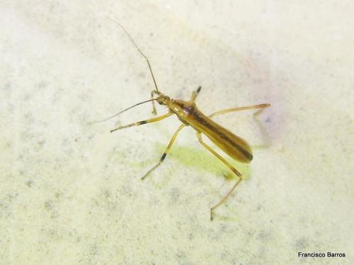 Polytoxus siculus · iNaturalist