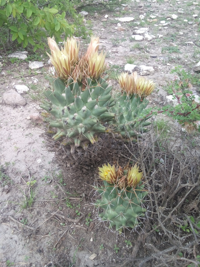 Coryphantha octacantha in July 2018 by Mané Salinas Rodríguez · iNaturalist