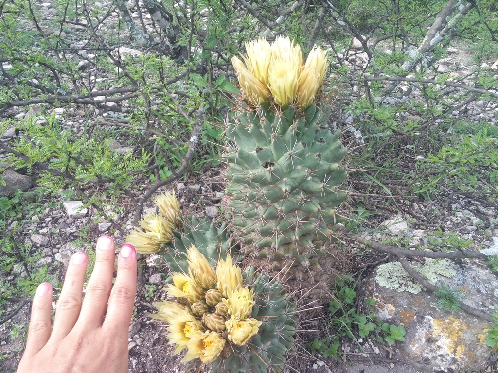 Coryphantha octacantha in July 2018 by Mané Salinas Rodríguez · iNaturalist