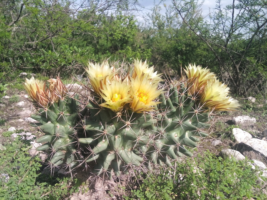 Coryphantha octacantha in July 2018 by Mané Salinas Rodríguez · iNaturalist