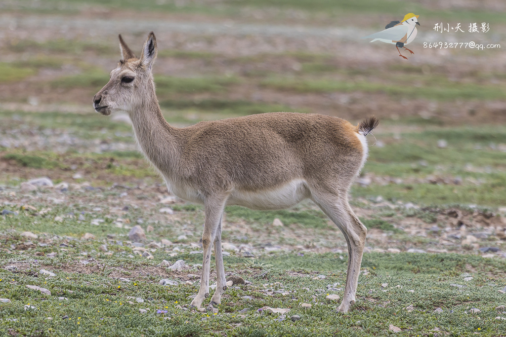 Tibetan Gazelle Number Of Tibetan Antelopes Exceeds 200,000 In Tibet