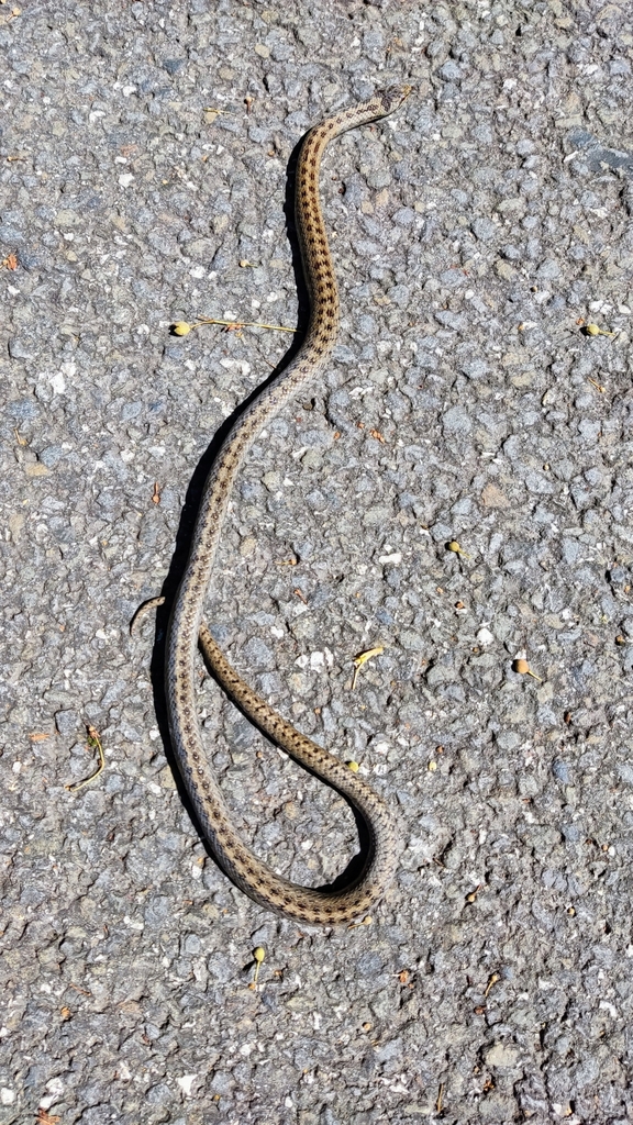 Smooth Snake from Ostravice 691, 739 14 Ostravice, Česko on August 09 ...