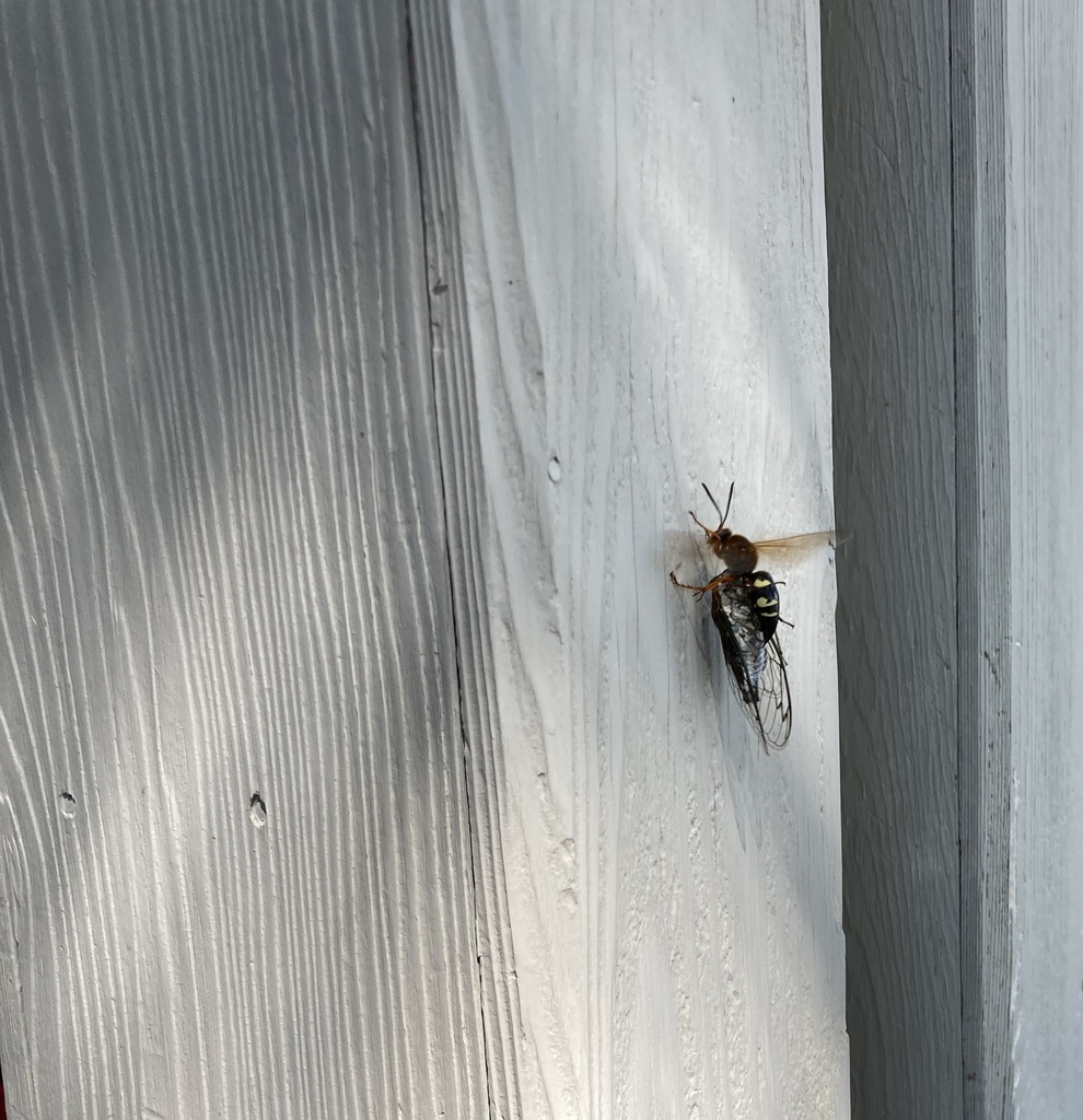 Eastern Cicada-killer Wasp from Wellfleet Harbor, Wellfleet, MA, US on ...