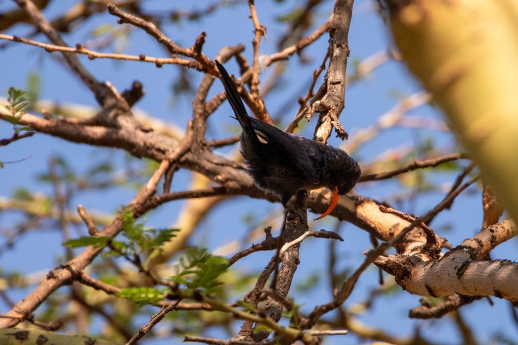 Abyssinian Scimitarbill from Buuri, KE-ME, KE on August 8, 2022 at 04: ...
