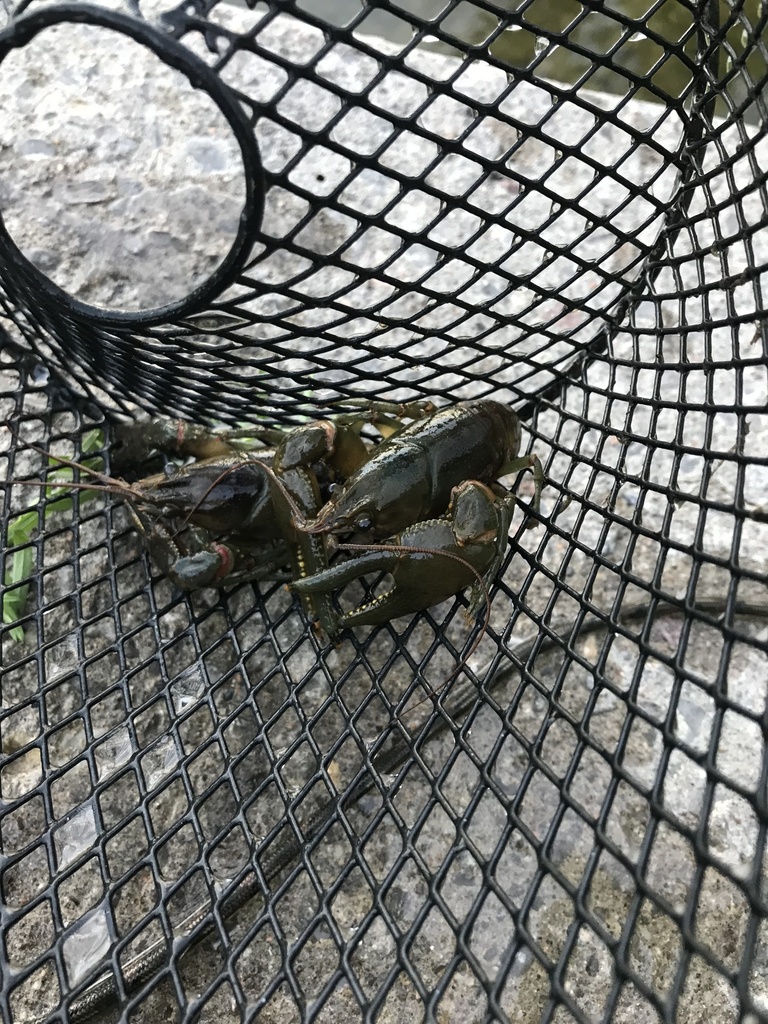 Rusty Crayfish from McFarlane St, Peterborough, ON, CA on July 8, 2022 ...