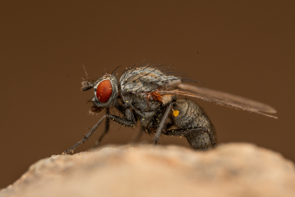 Calyptrate Flies from Elqui, Coquimbo, Chile on May 21, 2022 at 08:09 ...