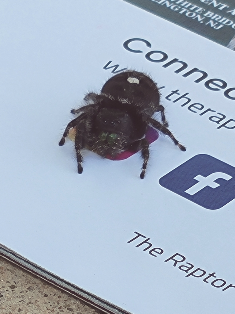 Bold Jumping Spider from Lovettsville, VA 20180, USA on June 6, 2022 at ...