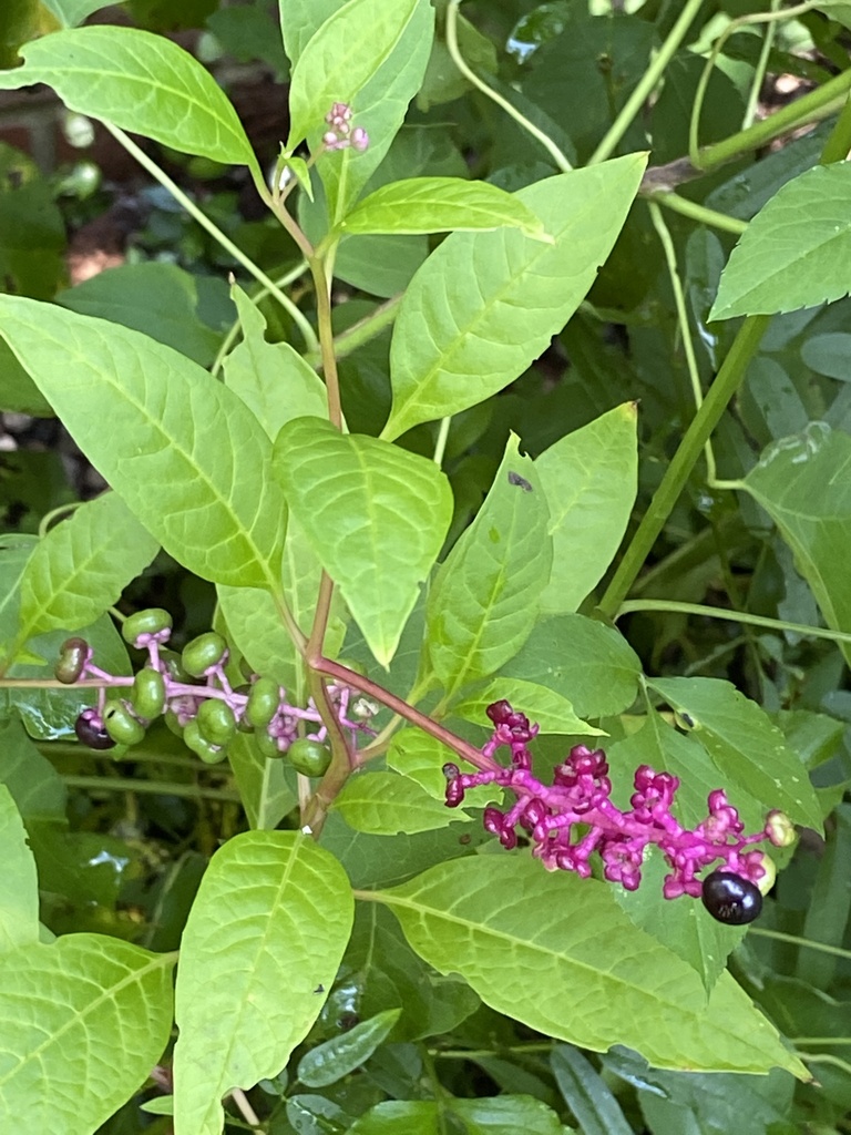 American pokeweed from Mexia Ave, Tallahassee, FL, US on August 9, 2022 ...