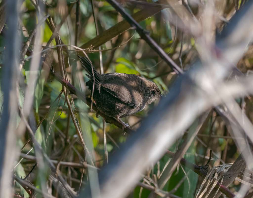 Dusky Tapaculo from Dumuño, Quintero, Valparaíso, CL on August 3, 2022 ...