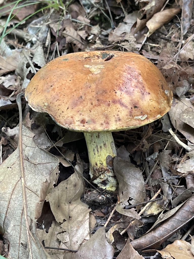Neoboletus from Crawford County, US-IN, US on August 09, 2022 at 12:12 ...