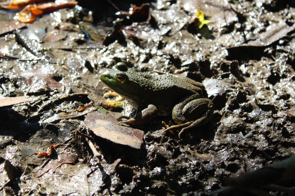 American Bullfrog from German Township, IN, USA on August 07, 2022 at ...
