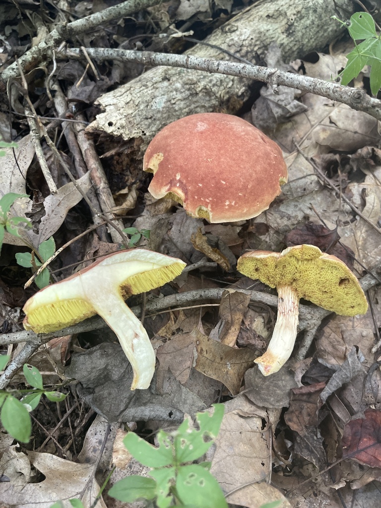 Xerocomus from Crawford County, US-IN, US on August 09, 2022 at 01:04 ...