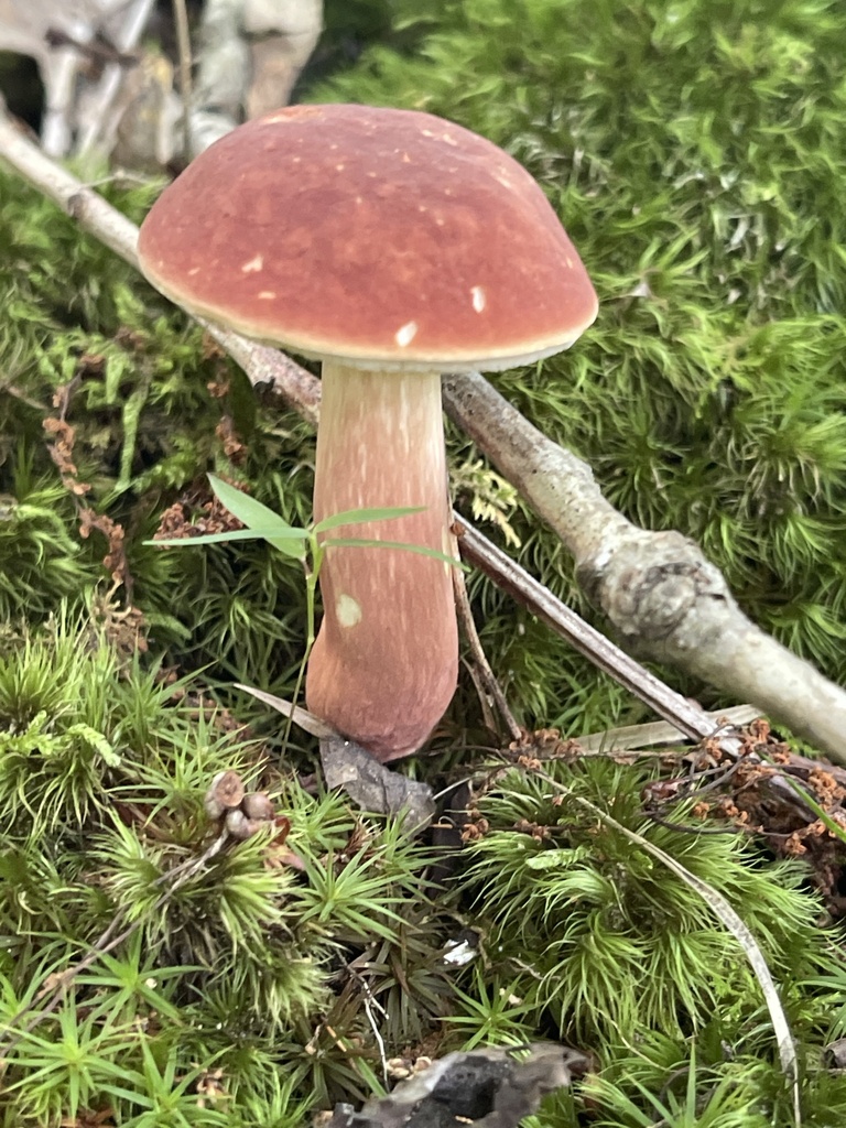 Xanthoconium purpureum from Crawford County, US-IN, US on August 09 ...