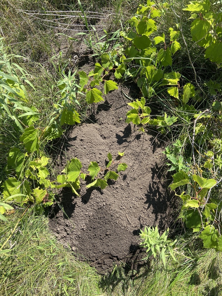 Plains Pocket Gopher from Dennison, MN, US on August 09, 2022 at 01:28 ...