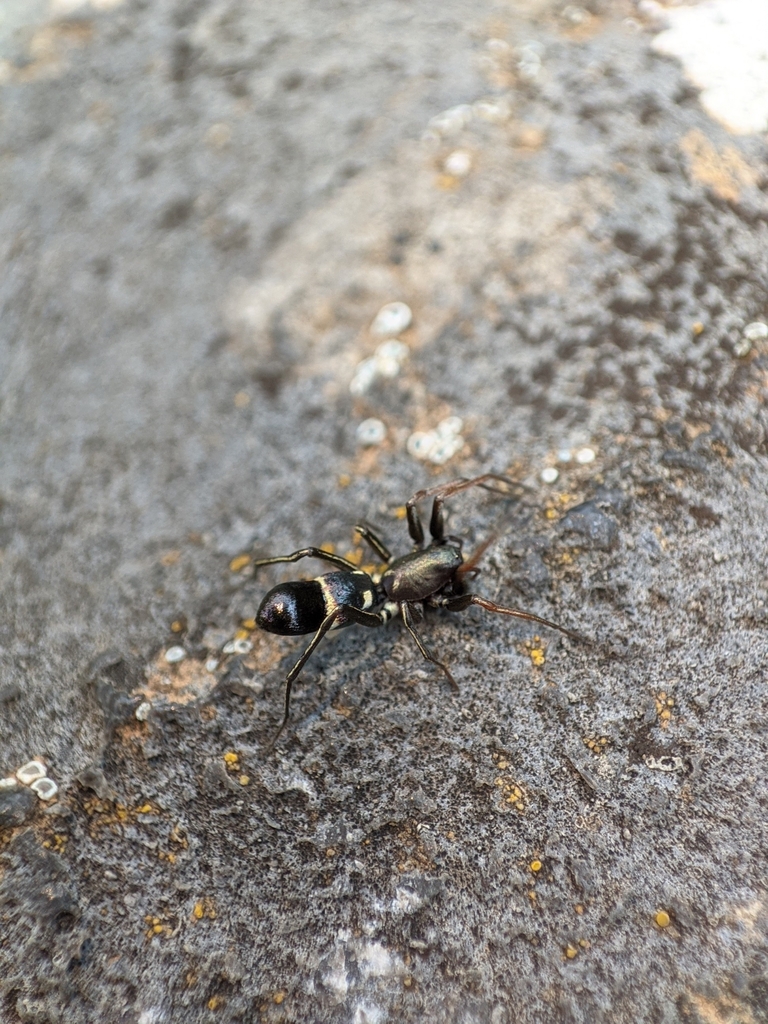 Micaria from Fanlo, 22375, Huesca, España on August 09, 2022 at 02:58 ...