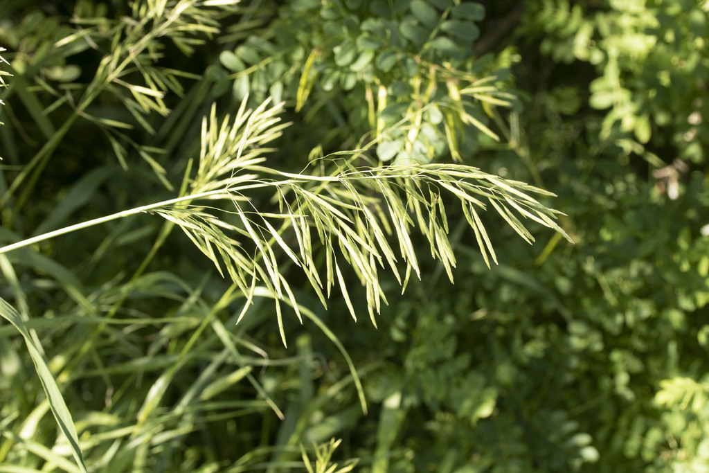 Smooth Brome from Stutsman County, ND, USA on June 21, 2022 at 06:30 PM ...