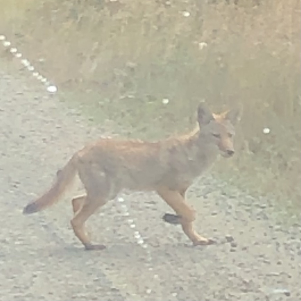 Coyote from Olympic, Olympic National Park, Jefferson County, US-WA, US ...