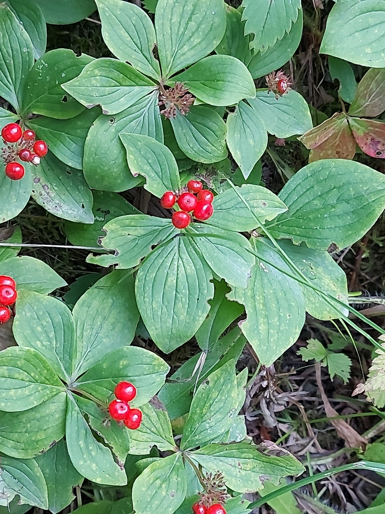 Canadian bunchberry from Sainte-Cécile-de-Whitton, QC G0Y 1J0, Canada ...