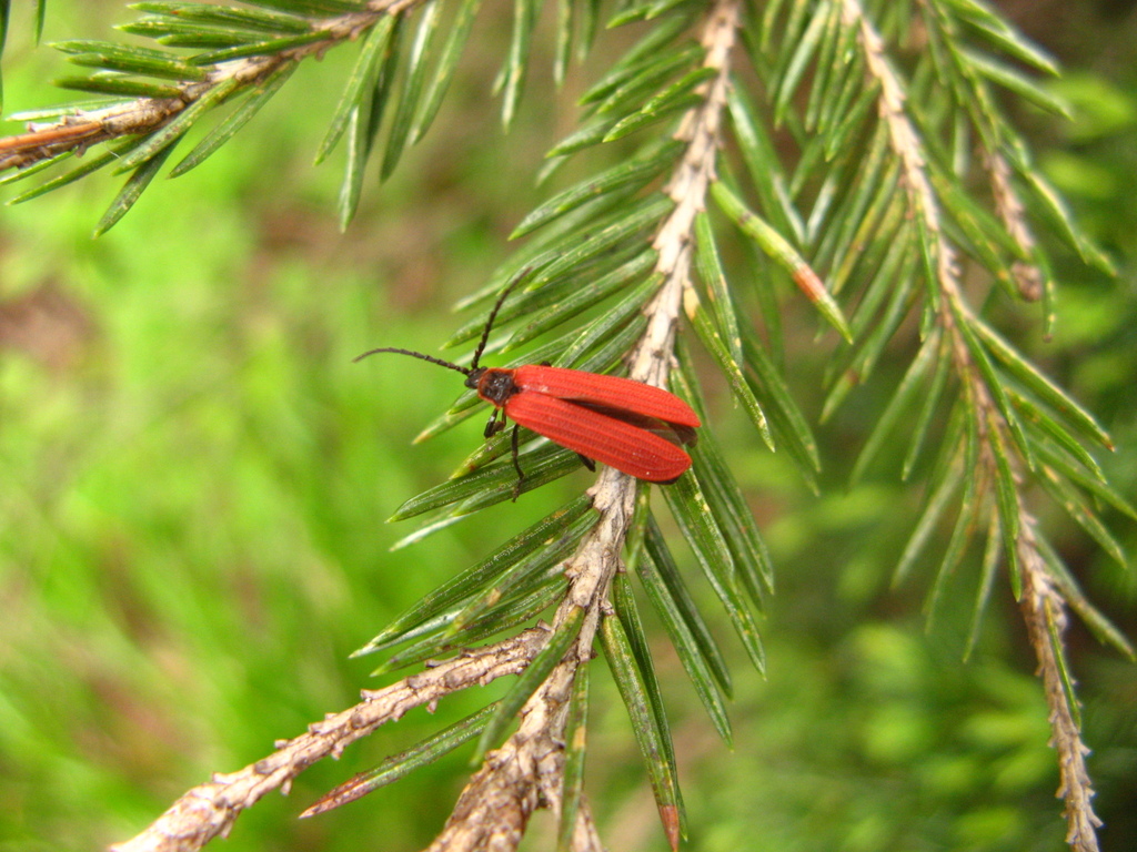 Golden Net-winged Beetle from Uricani, Rumunsko on June 18, 2009 at 03: ...