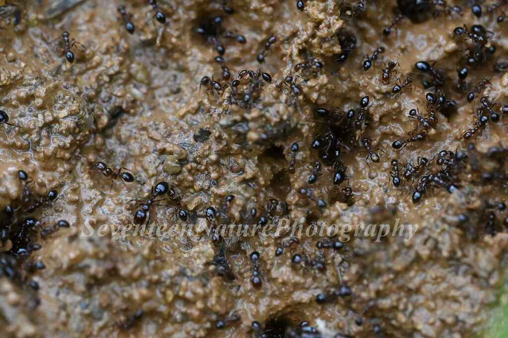 Red Imported Fire Ant from 中国云南省昆明市西山区 on August 6, 2022 at 06:13 PM by ...