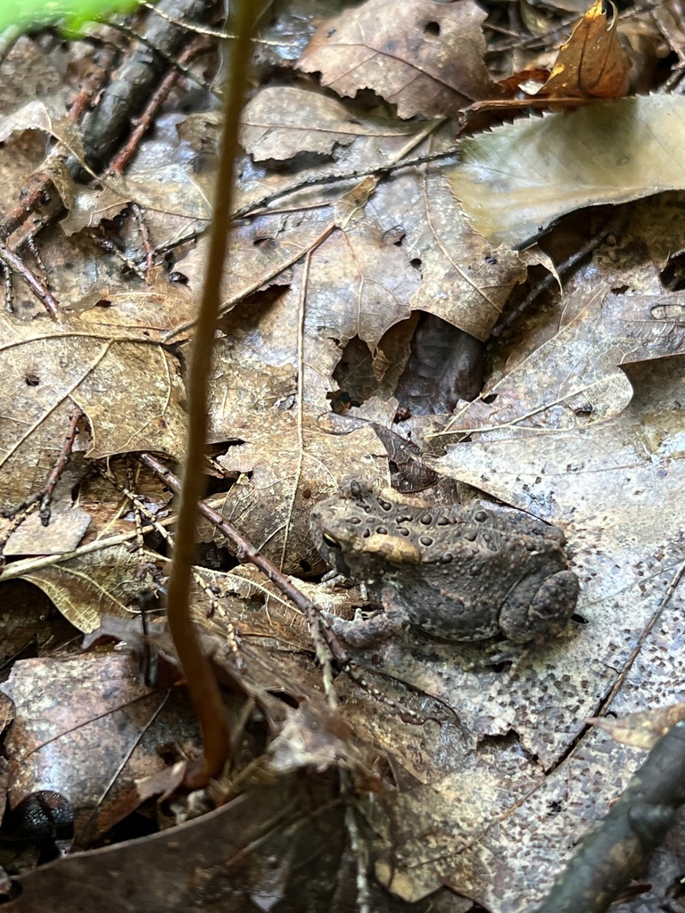 American Toad from Tuscarora State Park, Barnesville, PA, US on August ...
